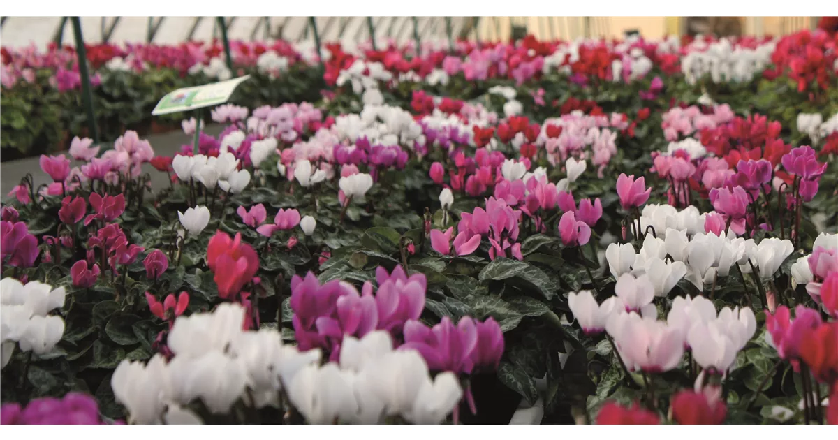 Balster Einheitserdewerke GmbH - Einheitserde